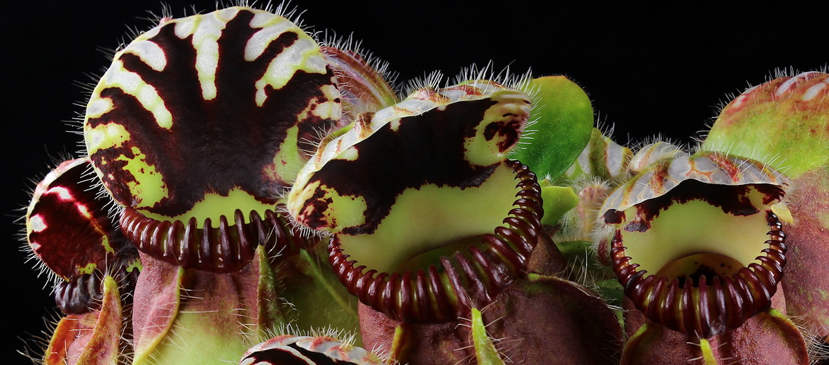 What are Carnivorous Plants? | ICPS What are Carnivorous Plants? | ICPS